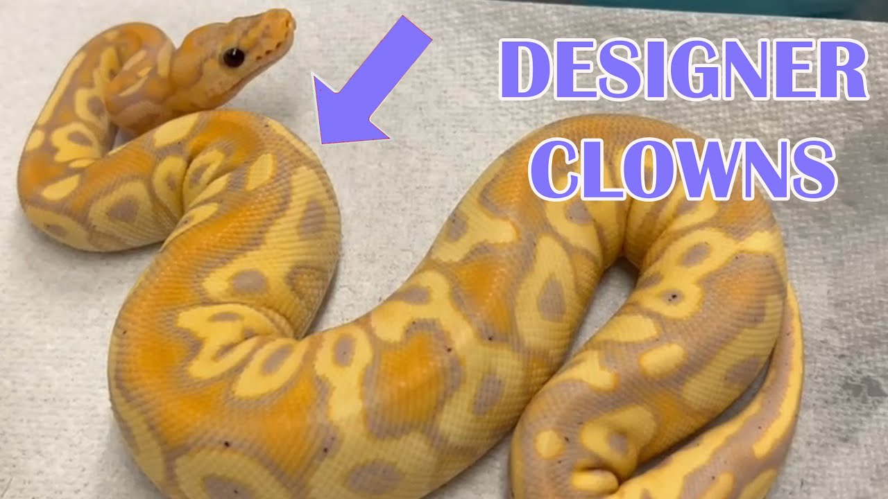 GENE STACKING TO CREATE THE PERFECT CLOWN! - YouTube