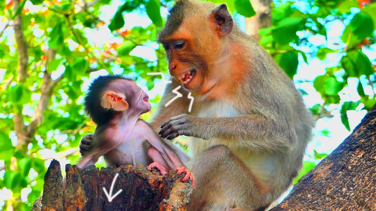 Wow...baby monkey ARYAN discuss with his mom ARY about original water ...