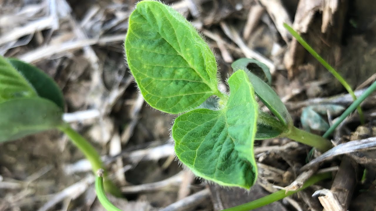 Ep 12: Planter in Action, Pushing EARLY Soybeans - YouTube
