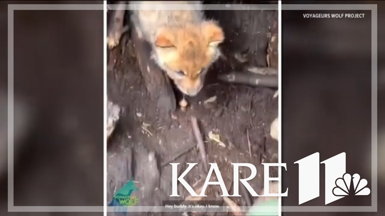 1-month-old wolf pup growls at Voyageurs workers - YouTube