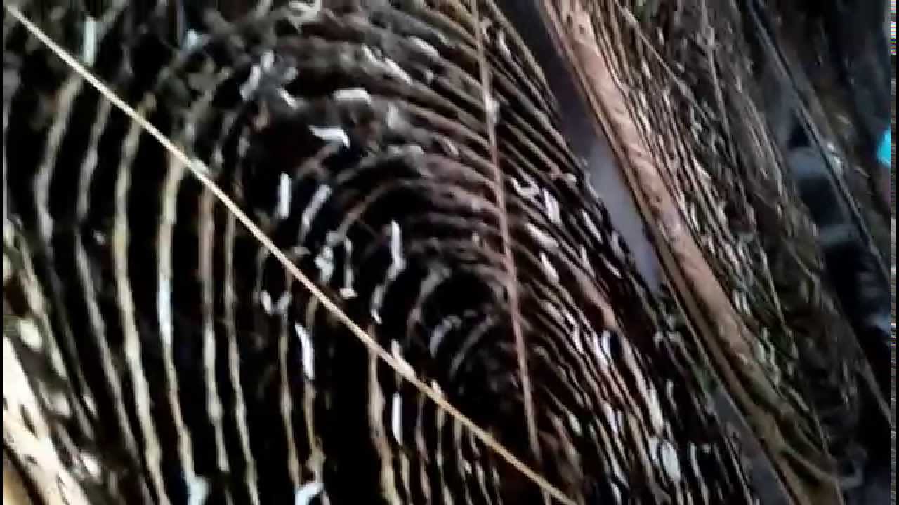 Raising silkworms and harvesting cocoons - Silkworms raising - YouTube