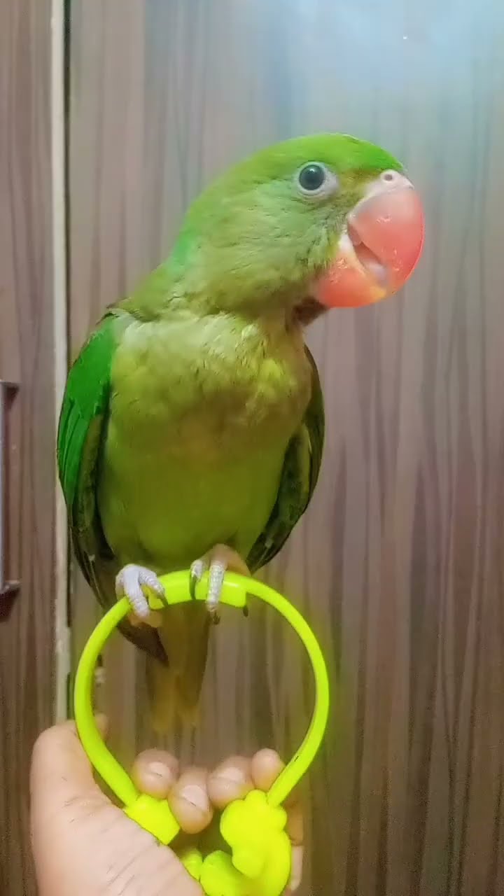 coco parrot #short - YouTube