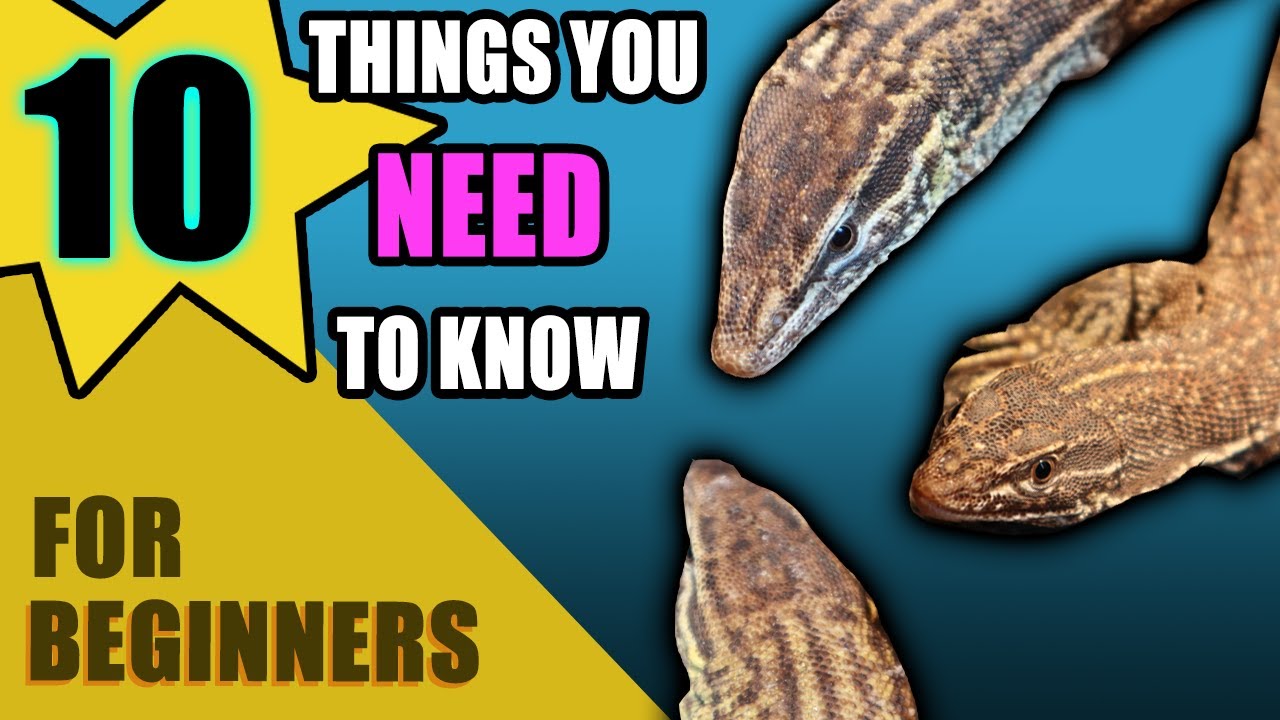 10 Things Every Beginner NEEDS To Know Before Getting An Ackie Monitor ...