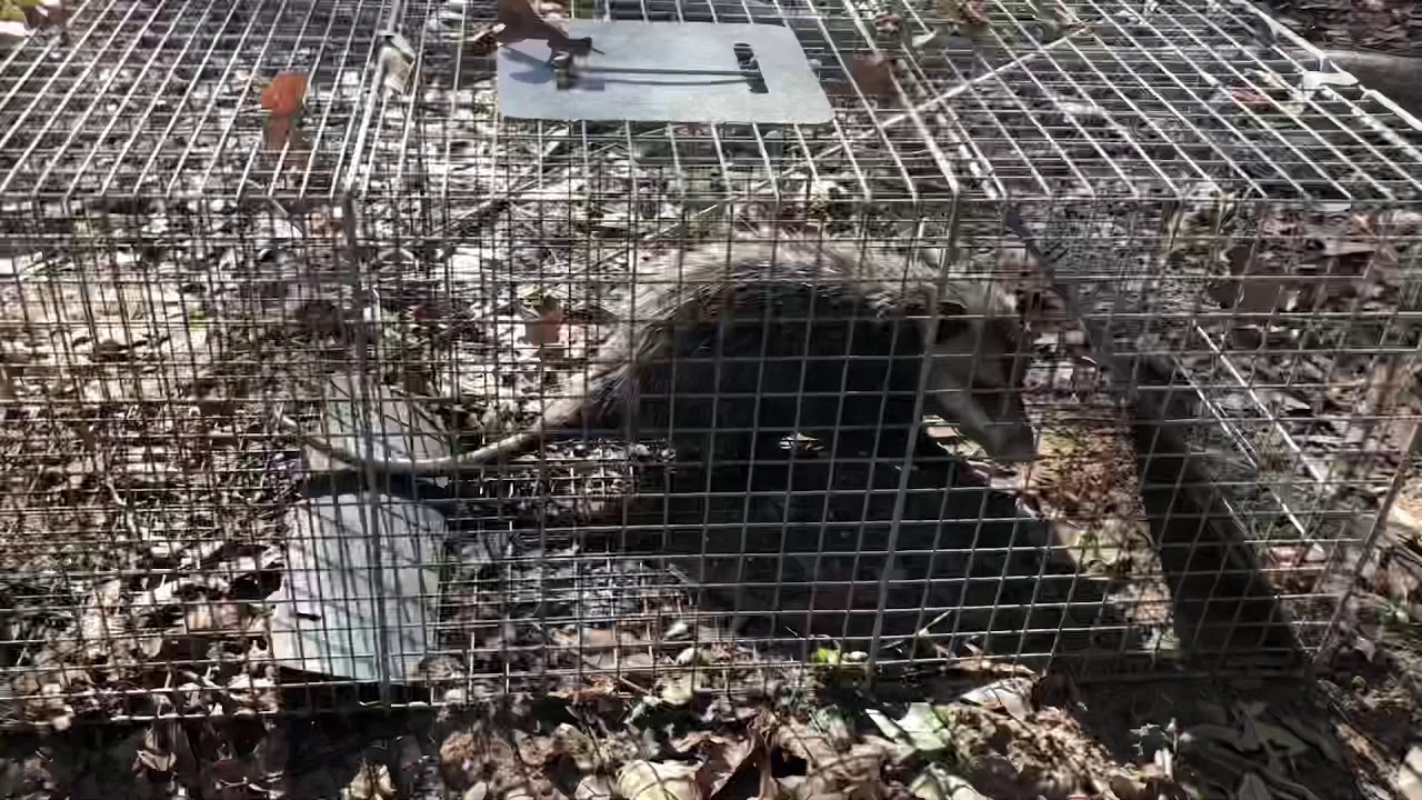 Opossum in the trap - YouTube