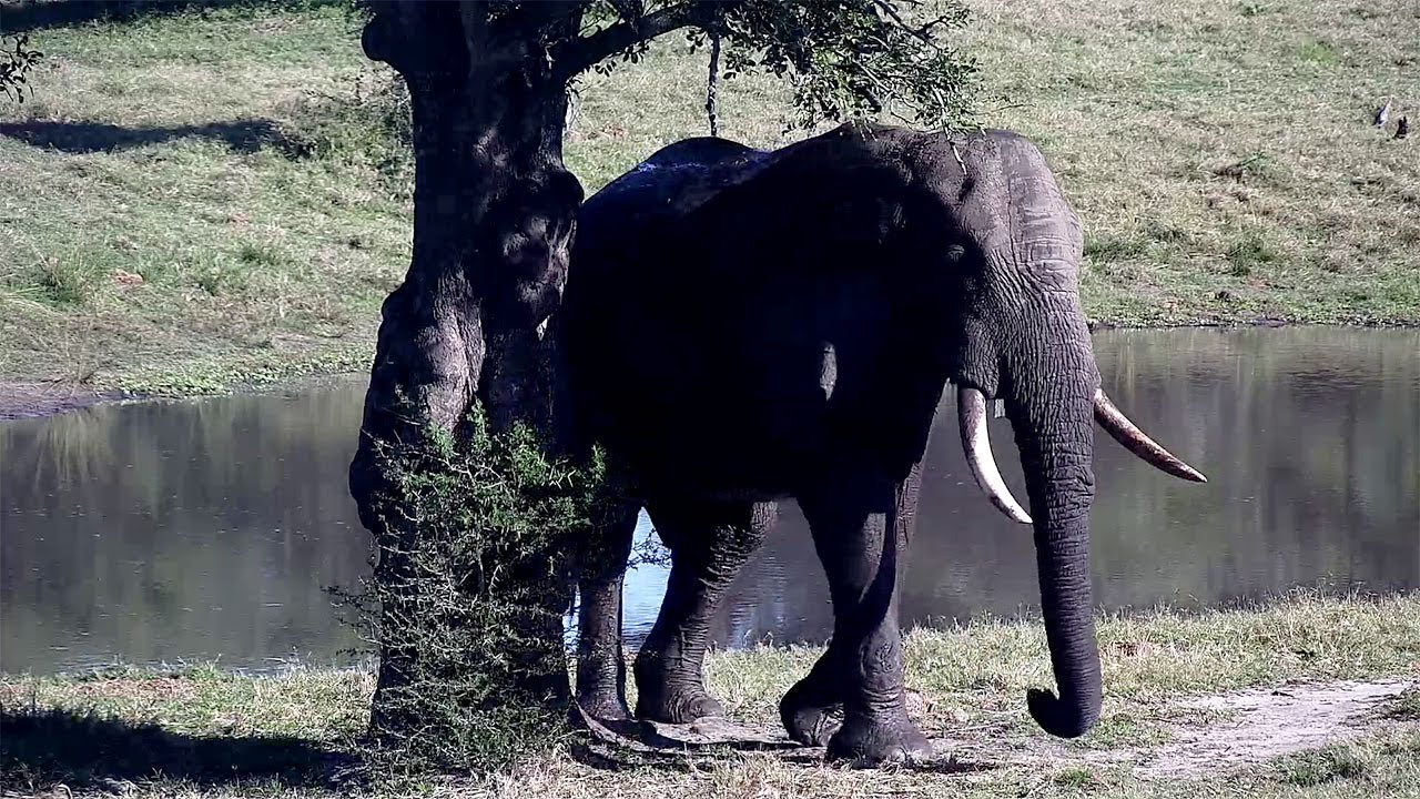 An Elephant Scratching Post - YouTube