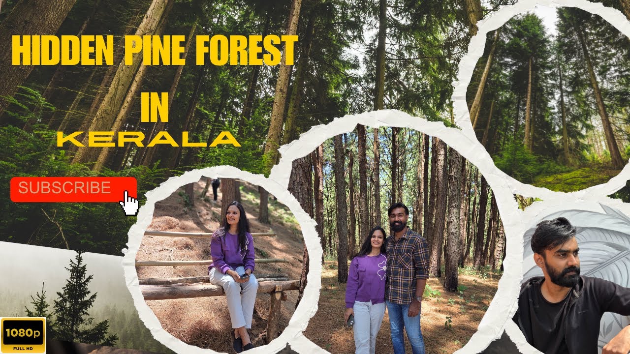 Hidden pine forest in kerala 🌲 #artificialforest #pineforest #kuttikkanam #nature #shortfeed # ...