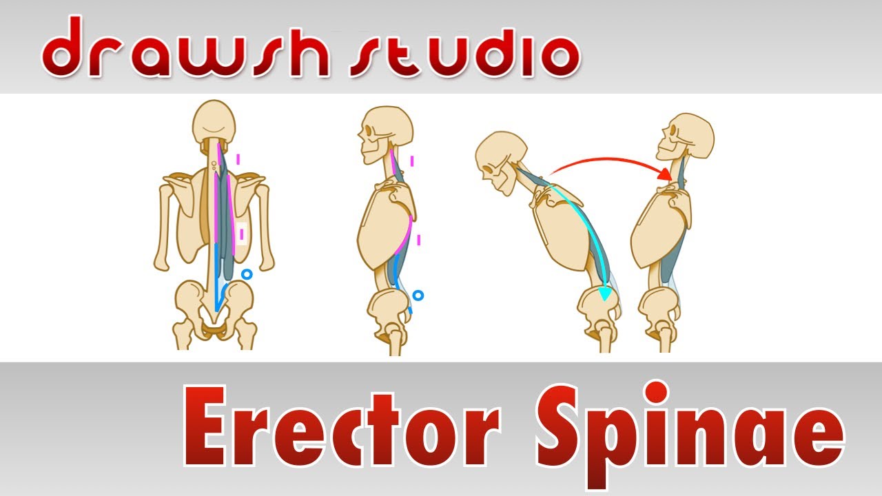 The Erector Spinae Muscles - YouTube