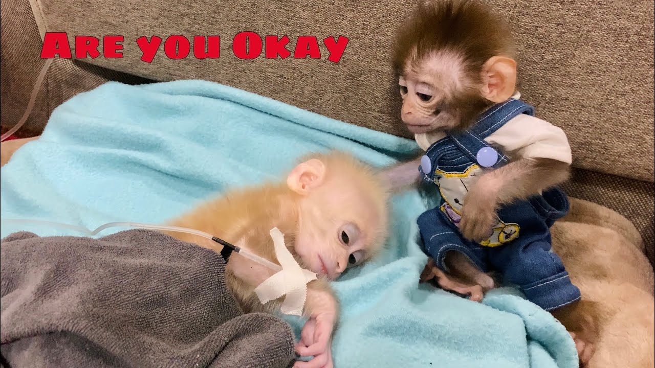 Pika monkey came to visit the injured and very weak baby monkey - YouTube