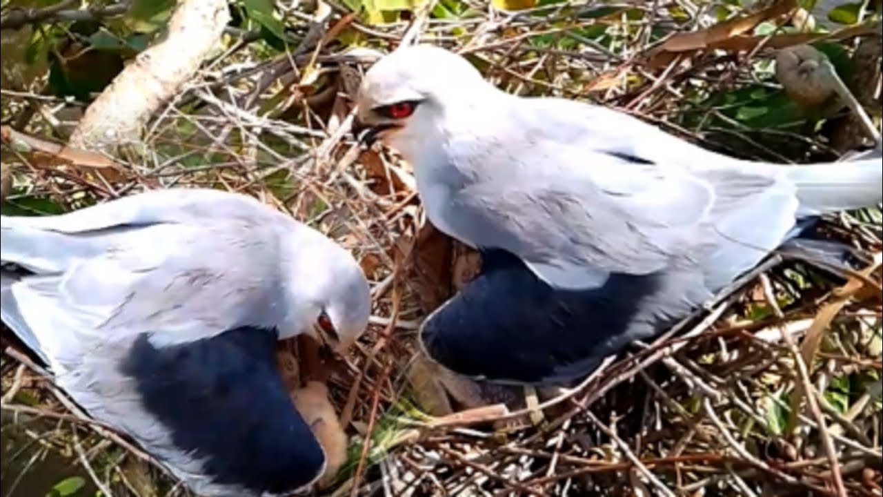 Black winged kite Bird is crouching in my nest, my little one - YouTube