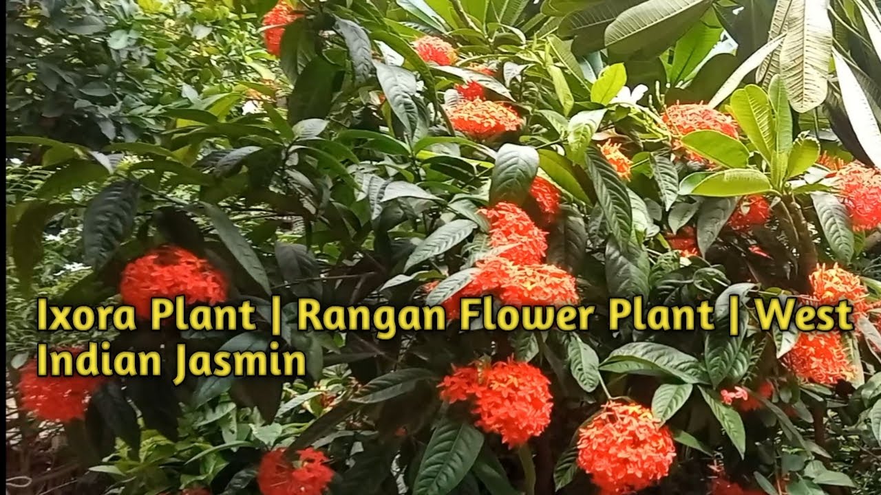 Ixora Plant | Rangan Flower Plant | West Indian Jasmin - YouTube