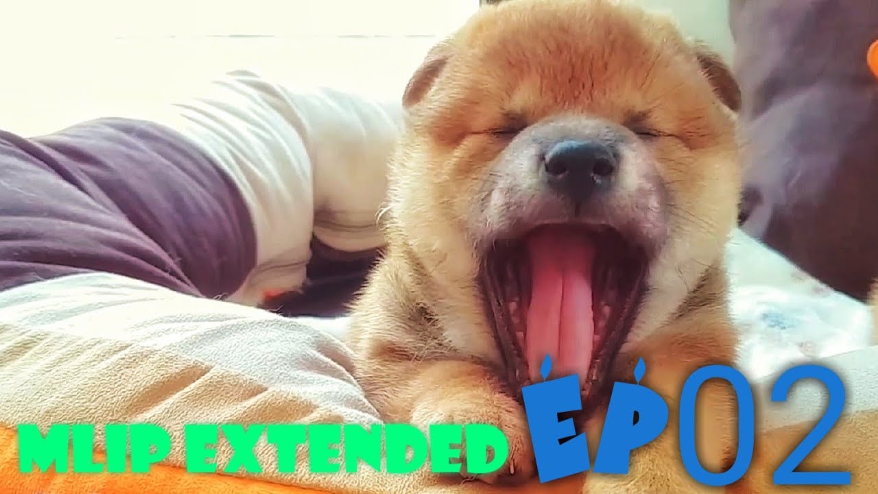 MLIP extended cuts - Ep 02 / Shiba Inu puppies - YouTube