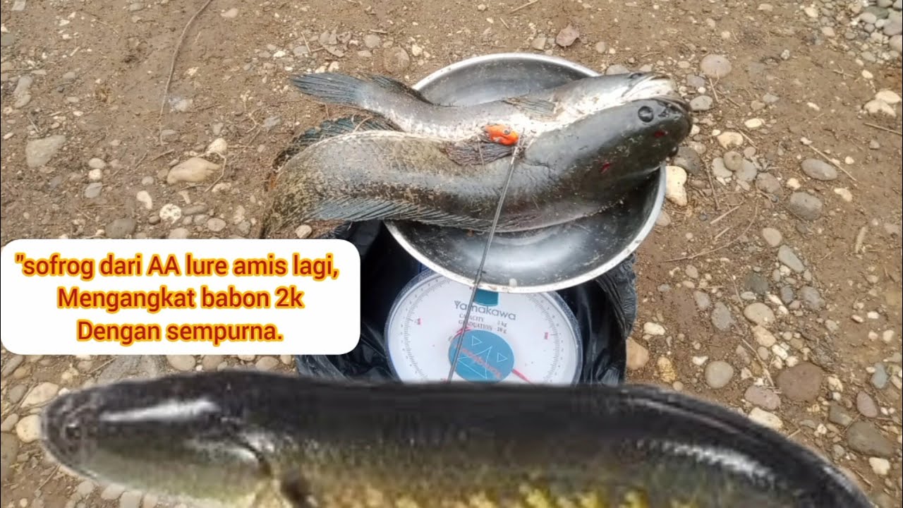sofrog dari AA lure amis lagi, BABON 2K TERANGKAT DENGAN SEMPURNA - YouTube