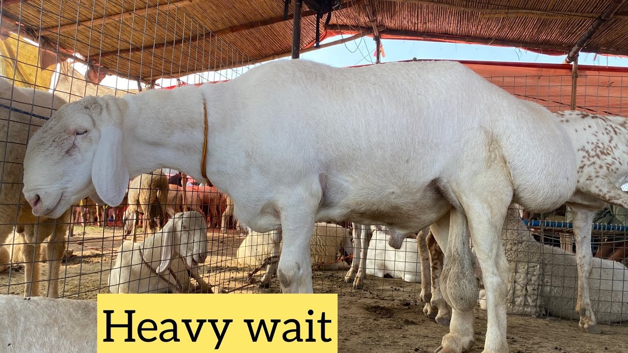 Best Dumba collection | turkey Dumba | bakra eid | Gujranwala mandi ...