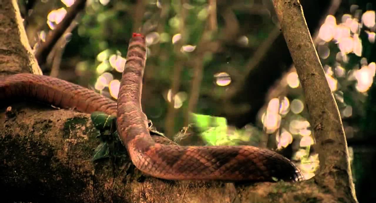 "Hard Target" - Rattlesnake HD - YouTube