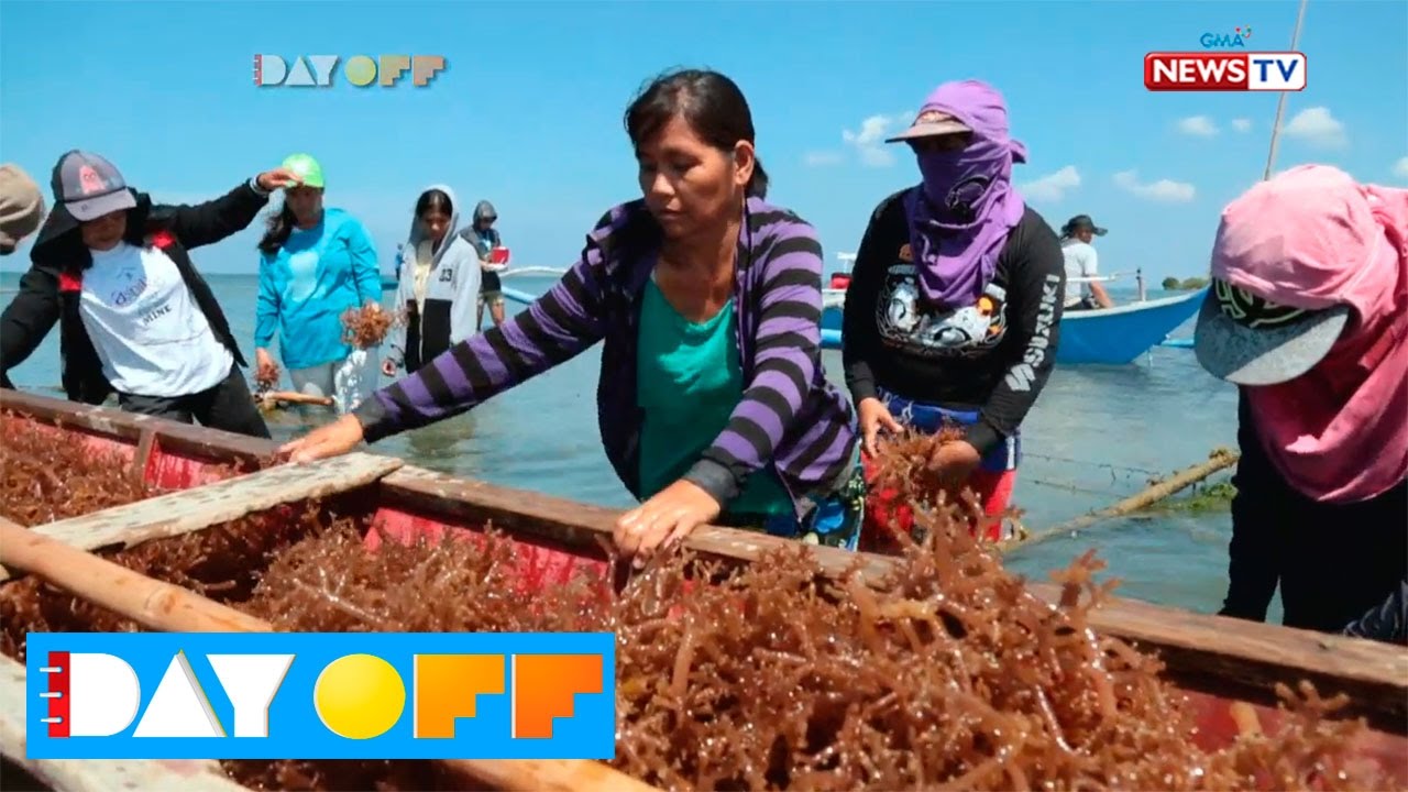 Day Off: Seaweed farmer sa Batangas, binigyan ng bonggang pahinga ...