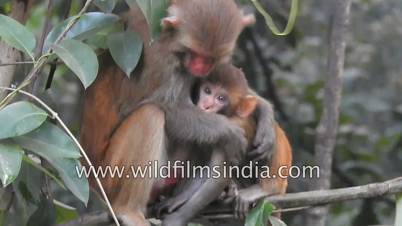 Momma monkey feeding her baby - YouTube