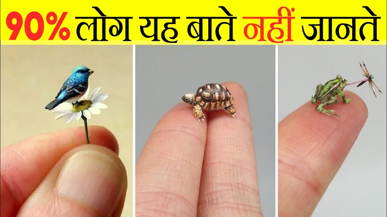 Cute Animals Chhote Janwar Chote Chote Janwar Small Animal - YouTube