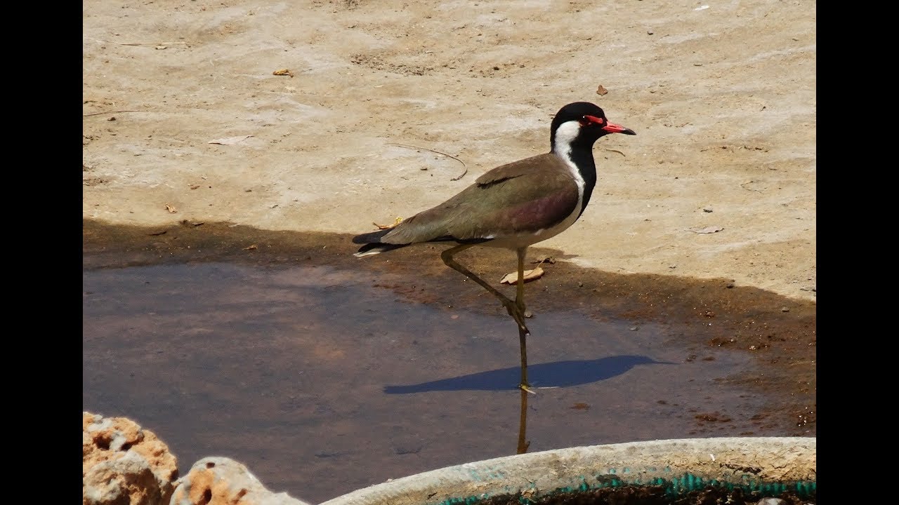 lapwing bird singing - YouTube