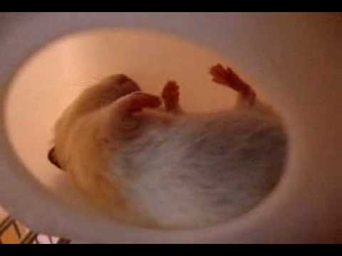 MY HAMSTER SNORES, SO CUTE - YouTube