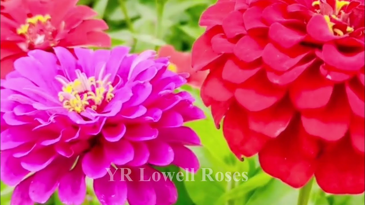 The Fragrance Of Flowers Helps To Refresh Our Senses YR Lowell Roses ...