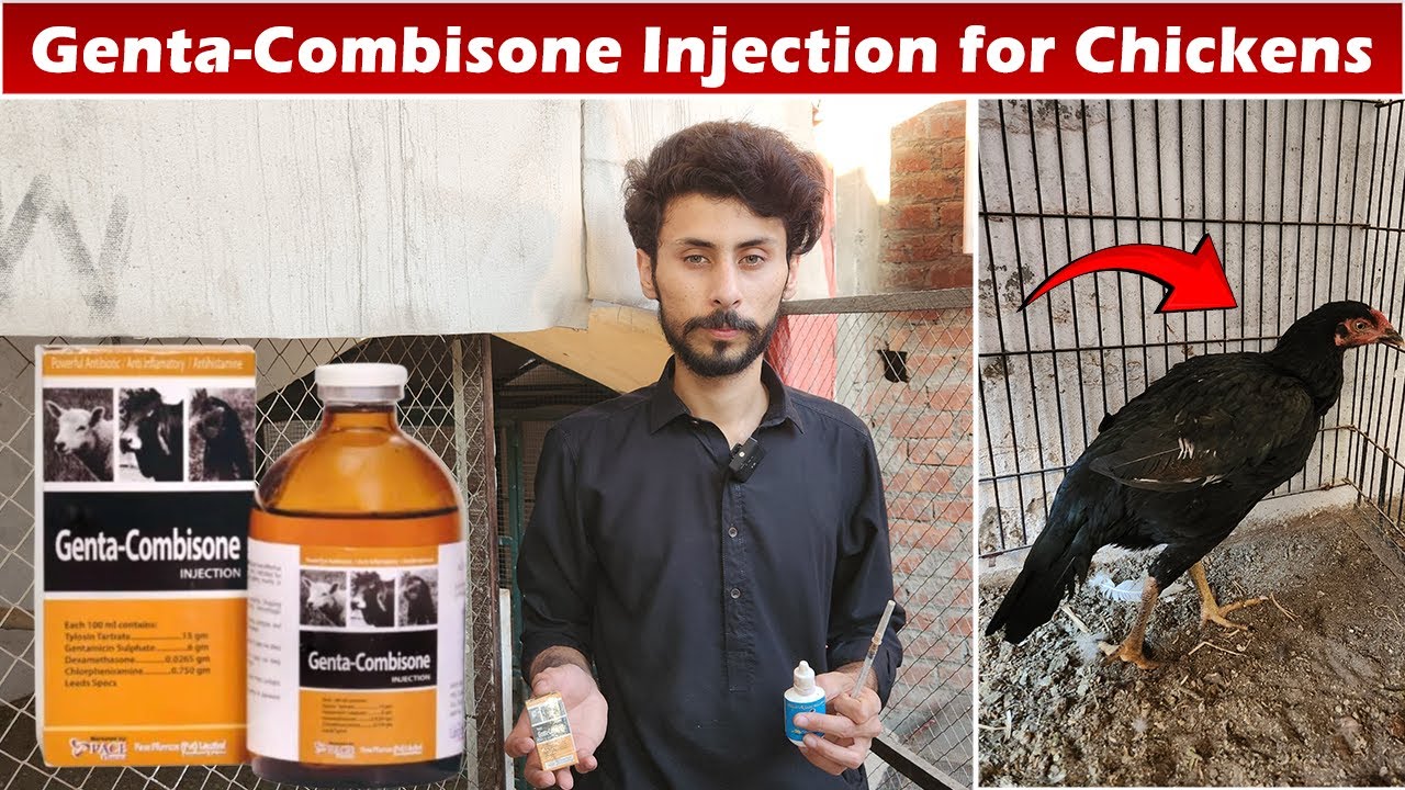 Genta Combisone Injection For Sick Aseel Hen | Benefits, Usage & Price ...