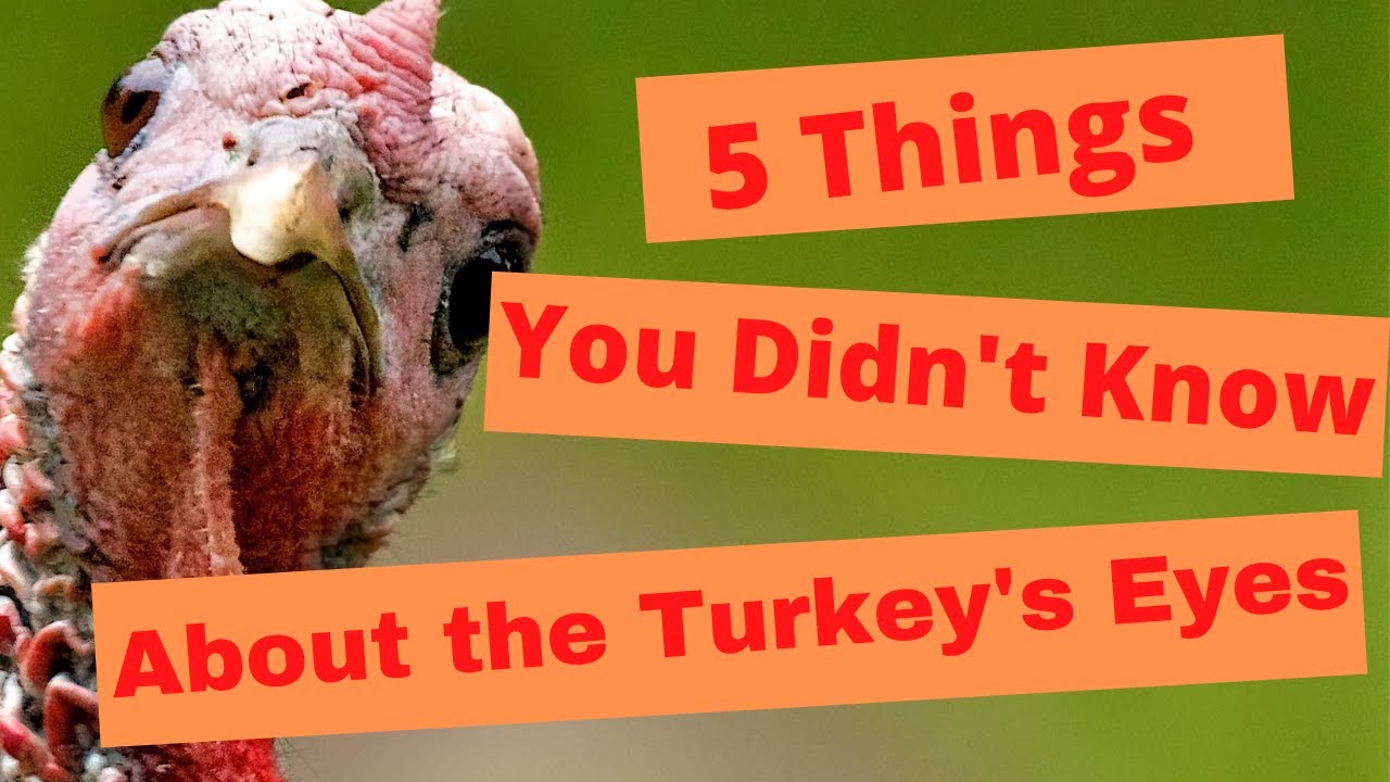 5 Things to Know about the Turkey's Vision - YouTube