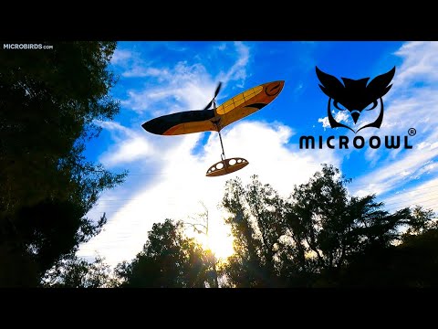 Micro Owl Halloween Edition Long Flight High and Low Fast and Slow ...