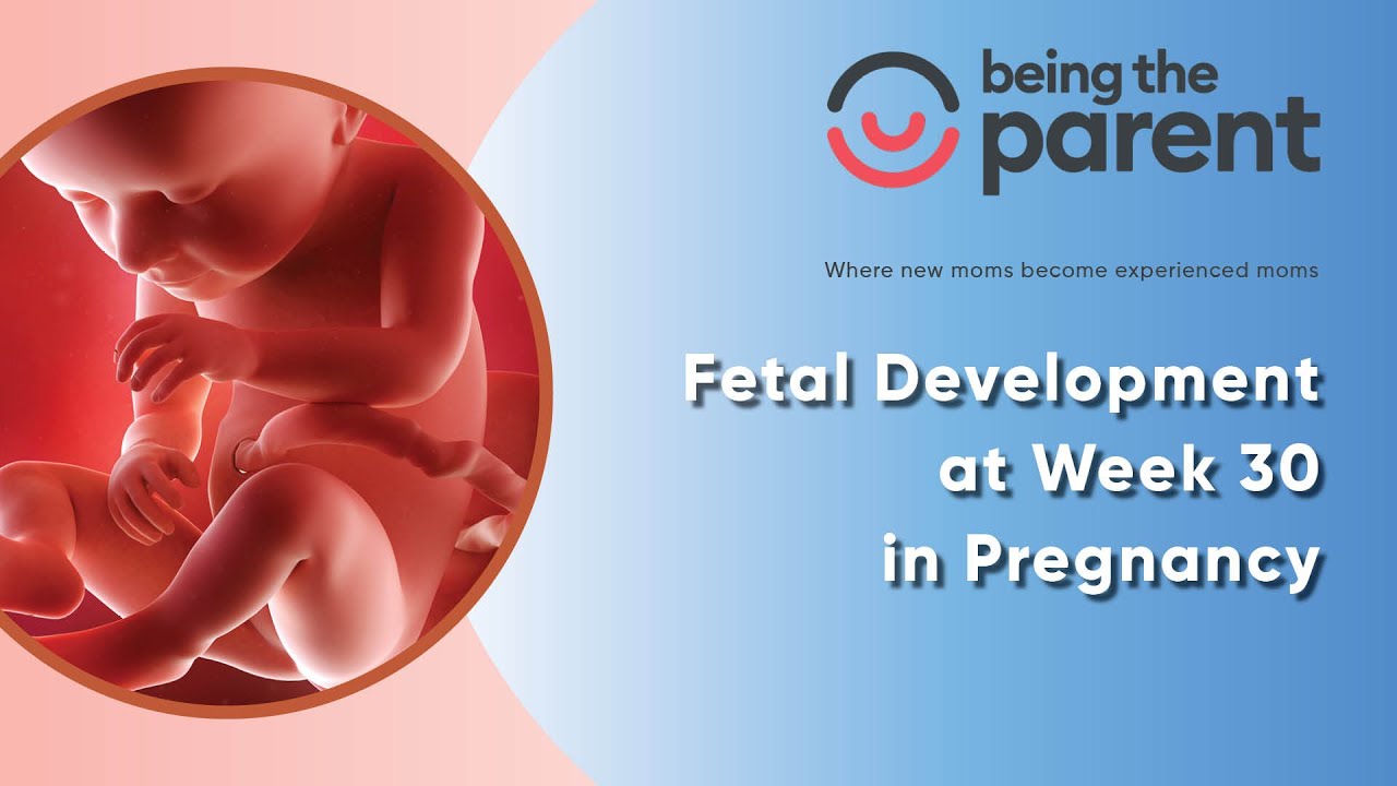 Fetal Development at Week 30 in Pregnancy - YouTube