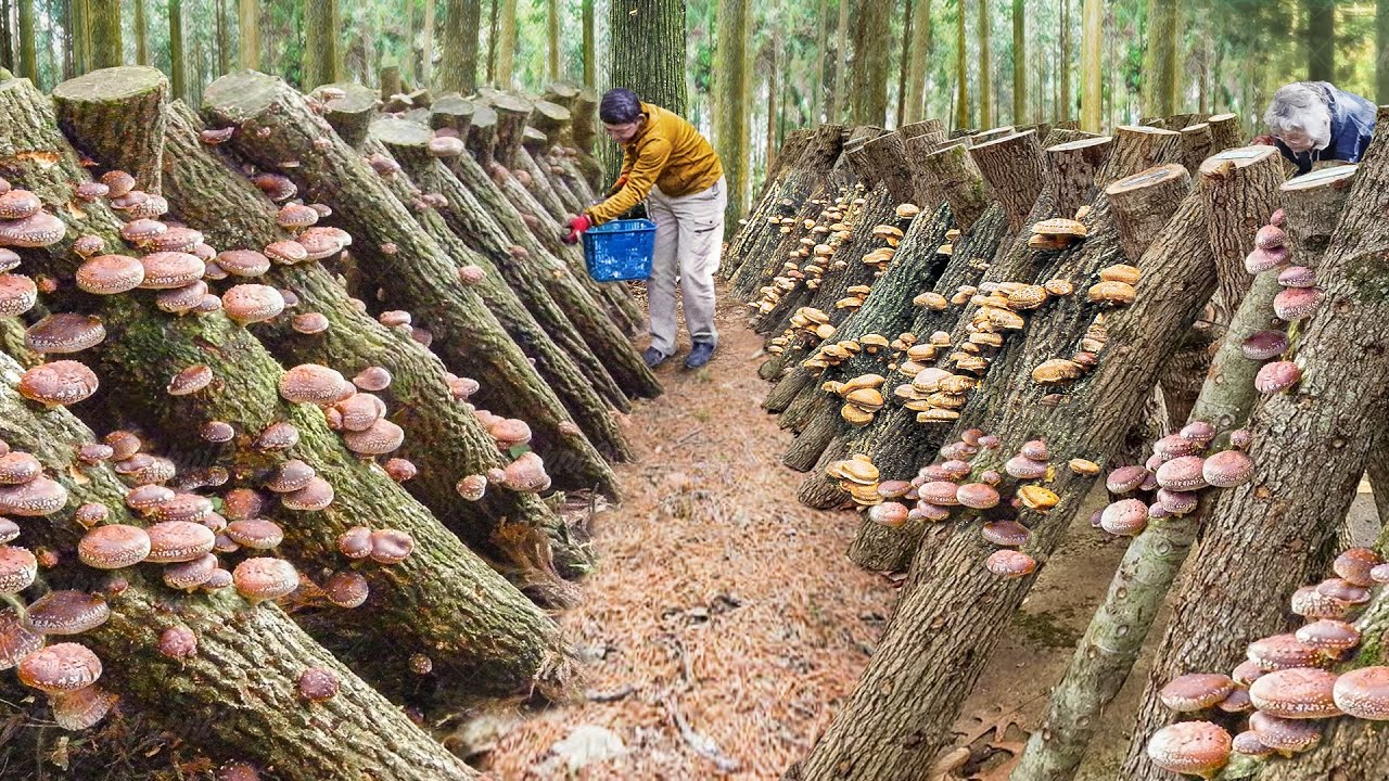 Genius Way They Grow & Process Shiitake Mushrooms in Japan - YouTube