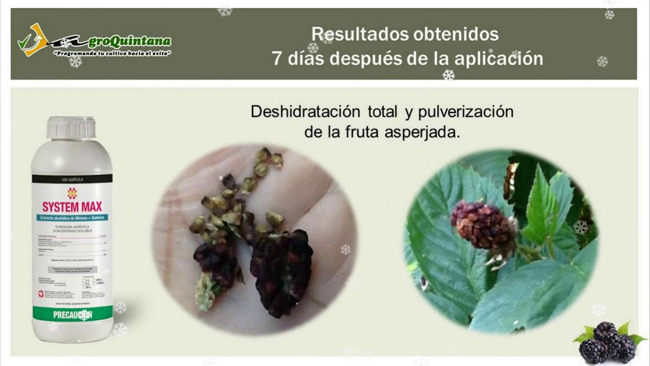 Peronospora en el Cultivo de Zarzamora - YouTube