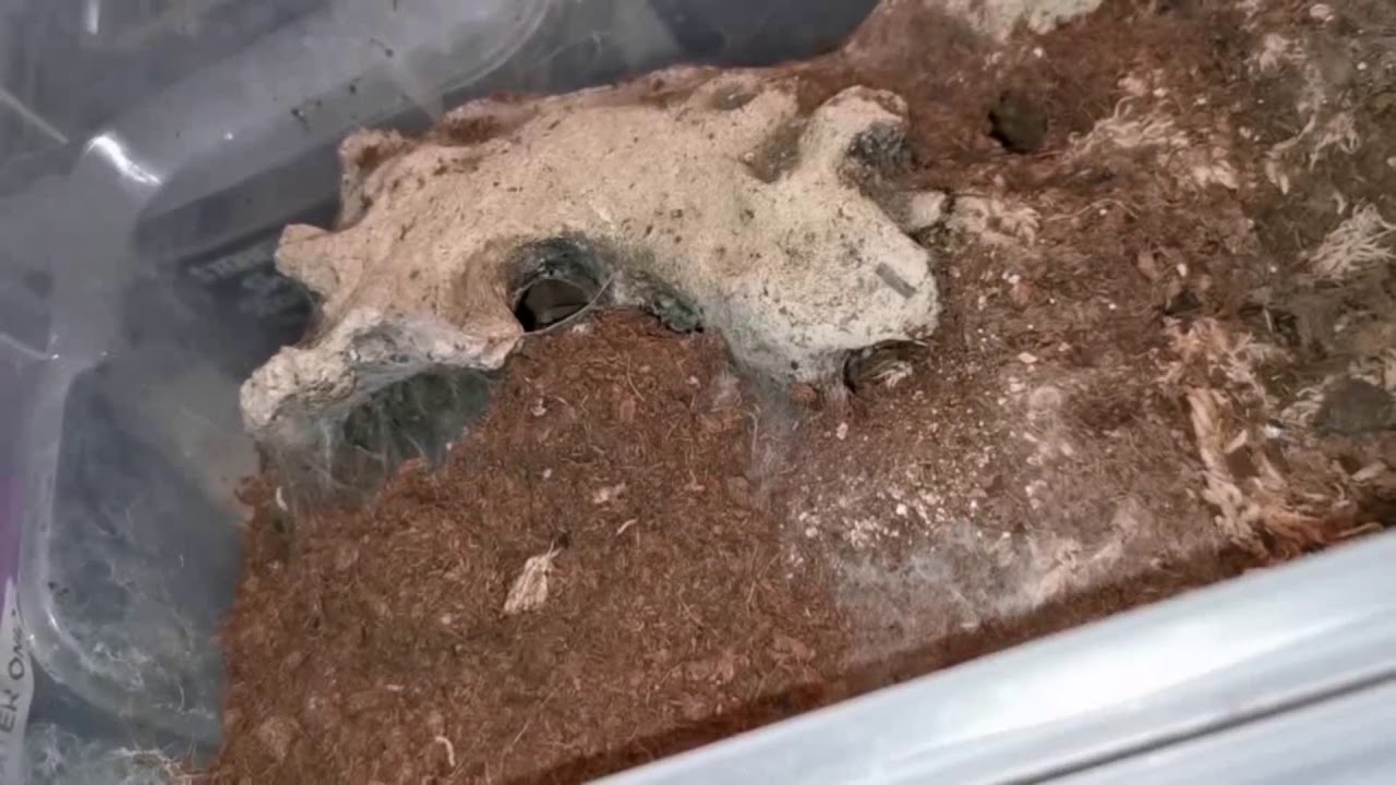 Selenotypus champagne robustus Mating!!! enjoy 🙂 - YouTube