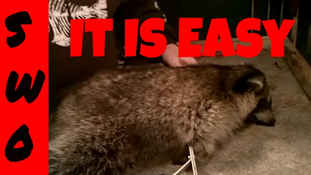 Skinning a Raccoon - YouTube