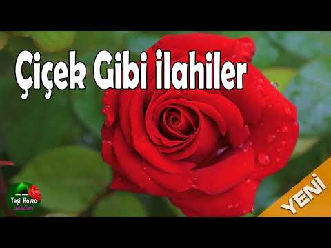 Çiçek Gibi İlahiler 💖 Karışık Harika İlahiler 💖 Tıkla ve Dinle