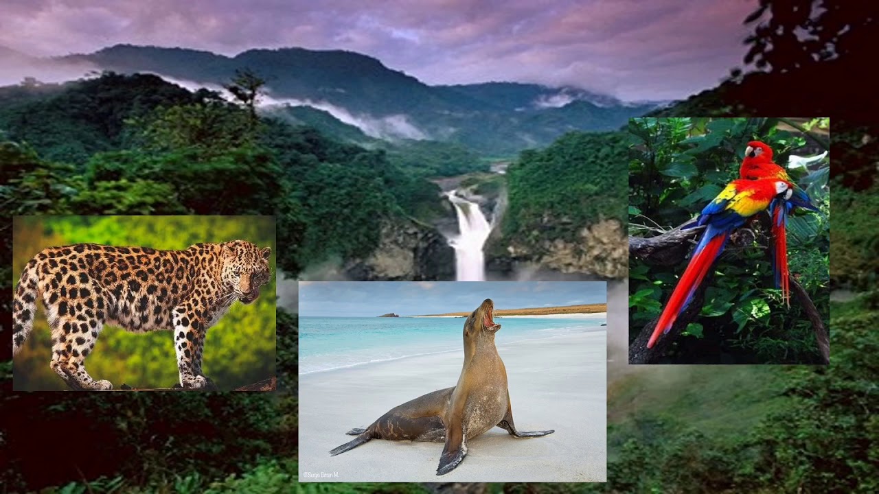 Las Regiones Del Ecuador Refuerzo - YouTube