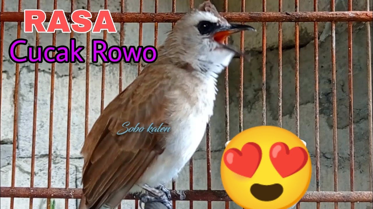 Trucukan rasa cucak rowo - YouTube