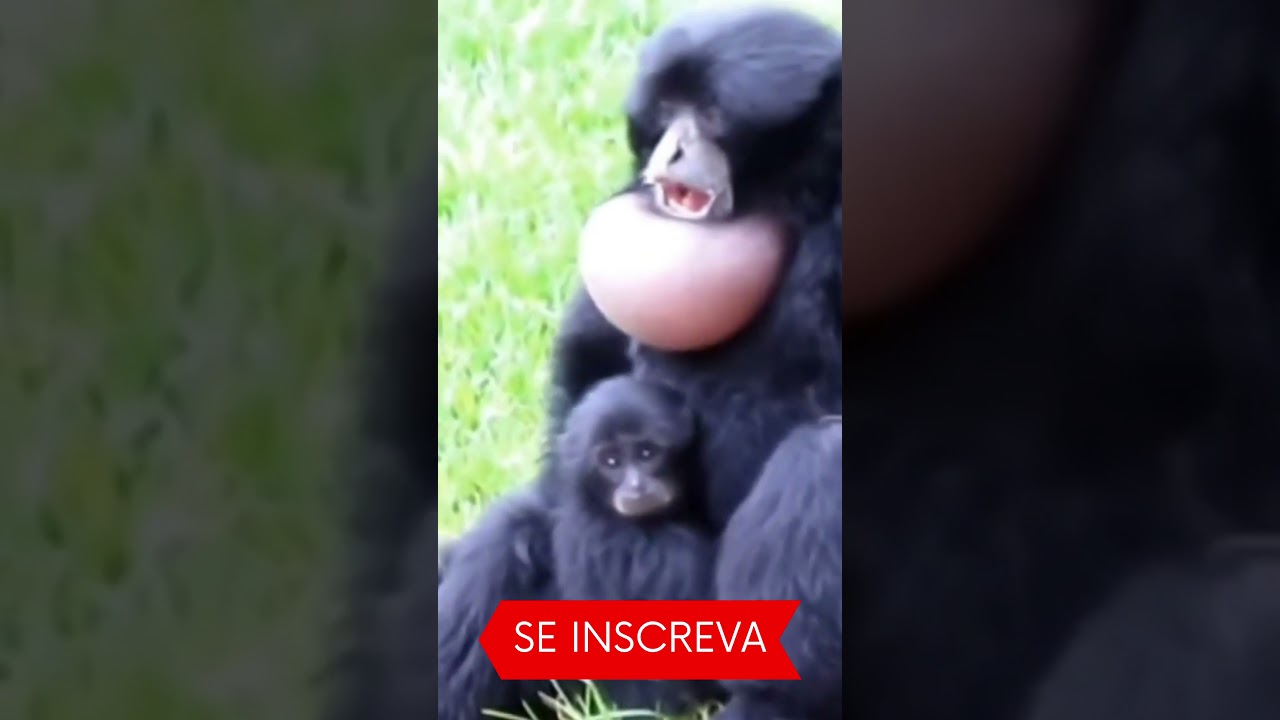 OLHA QUE ENGRAÇADO O PAPO DESSE MACACO 😂😂 - YouTube