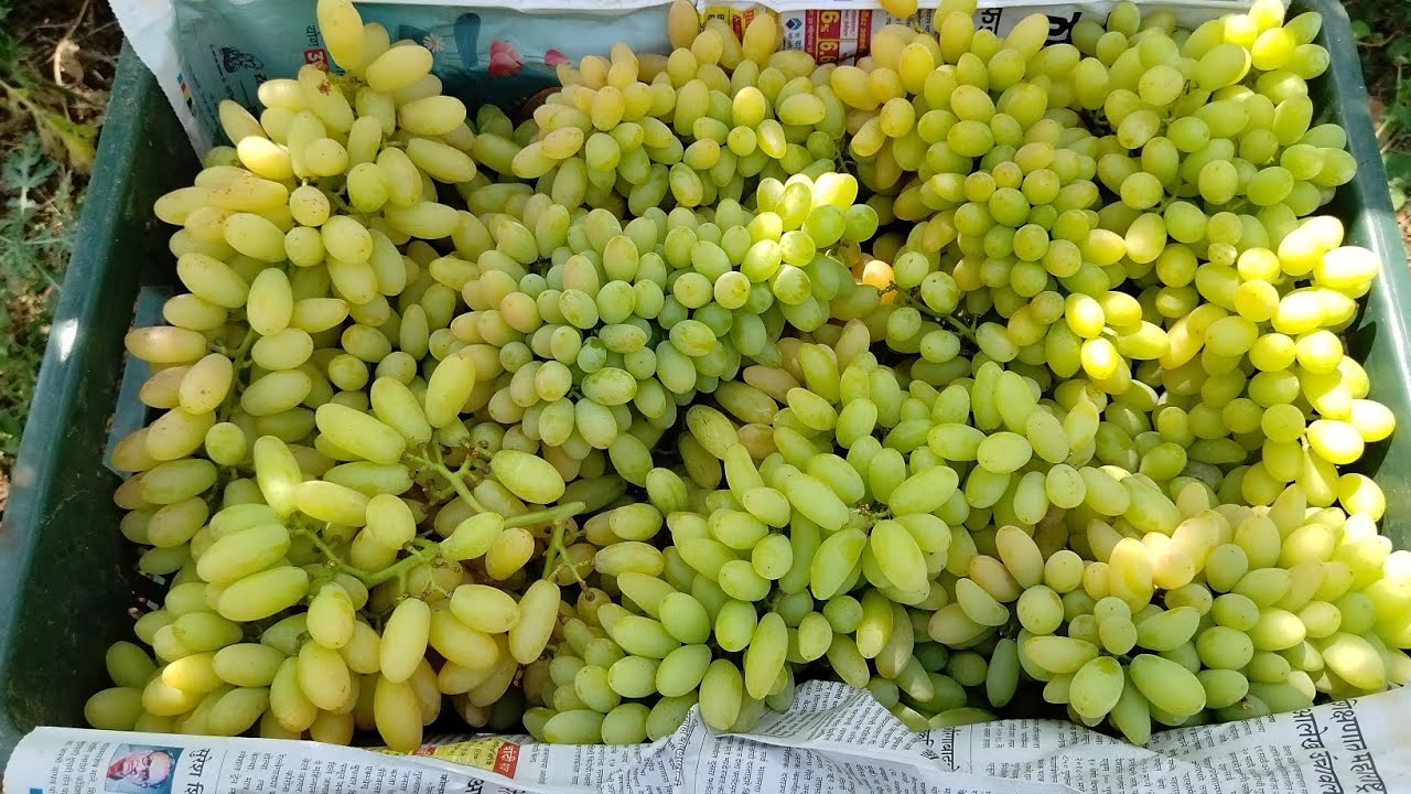 Indian Grapes| Amazing Grapes| What A Grapes| Super Grapes| Sweet Fruits Grapes|Wonderful Grapes ...