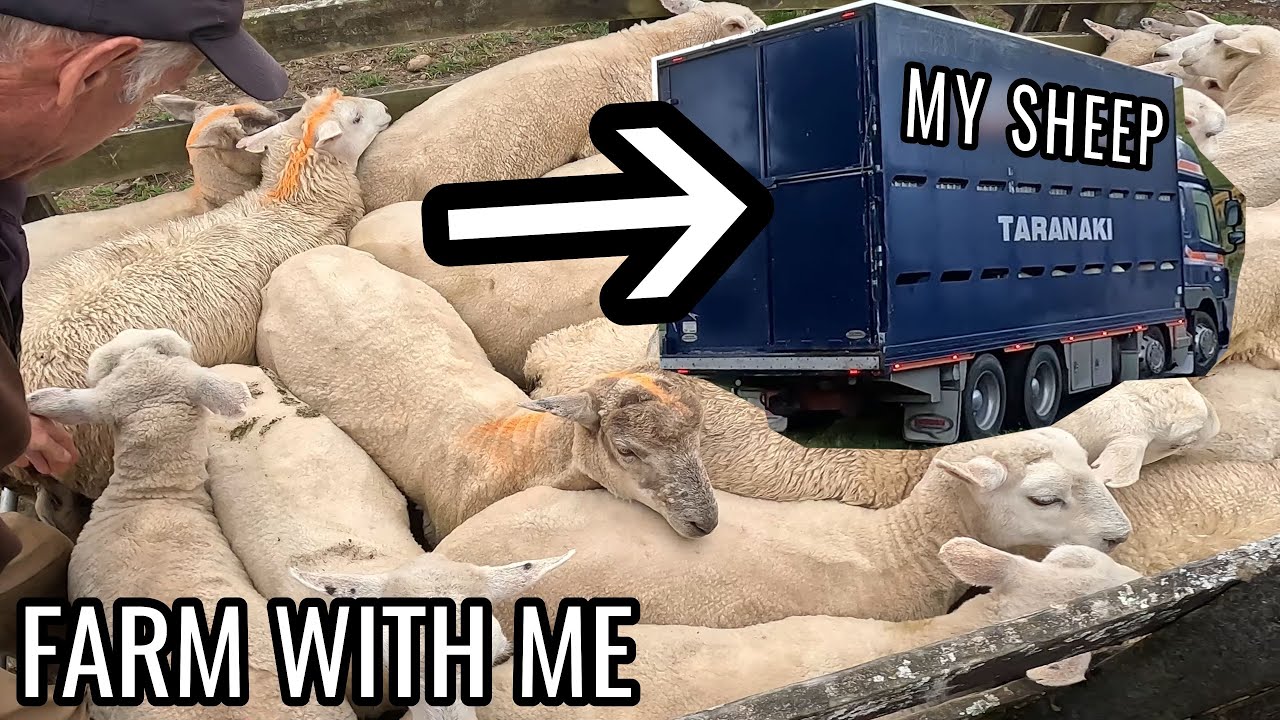 Good Bye Sheep! - YouTube