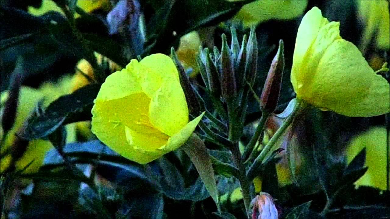 Éclosion de fleur - Onagre - YouTube