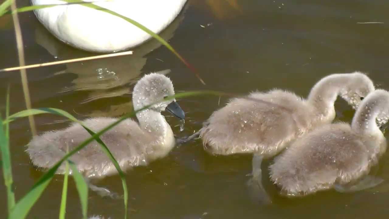 5 little cute baby Swans - süße Schwan Babys :) - YouTube