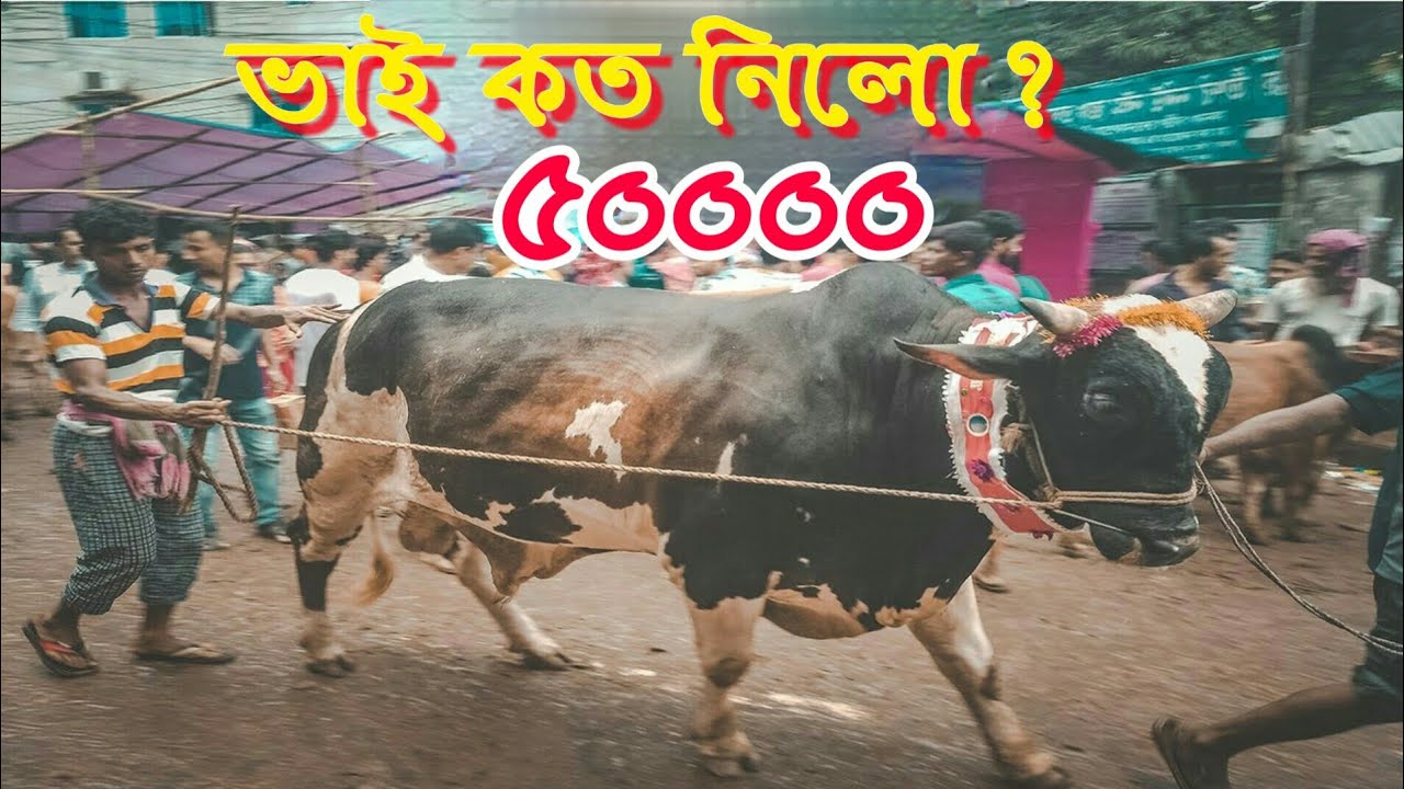 Biggest Cow Haat In Dhaka🐄 NayaBazar Haat !!🔥 - YouTube