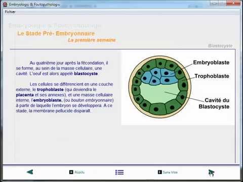 embryologie - YouTube
