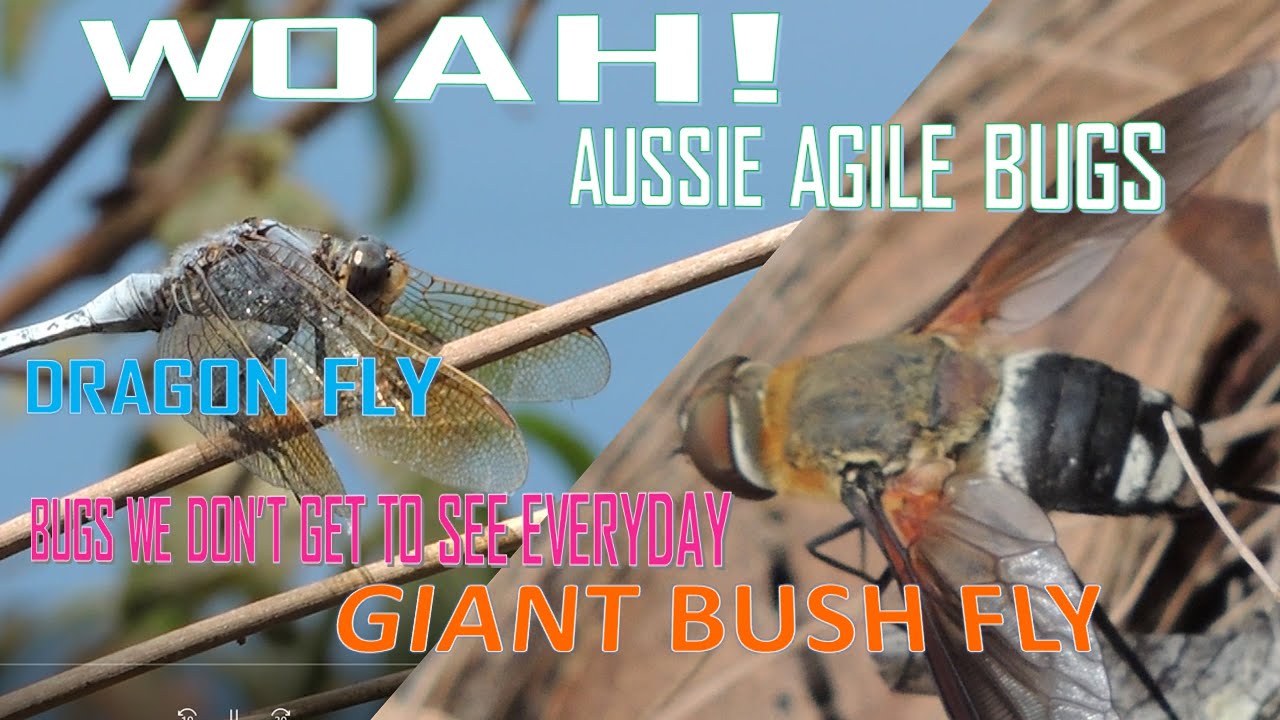 🇦🇺 🐛 WHOAH! | GIANT BUSH FLY | DRAGON FLY |MOTH | BUG HUNTING ...