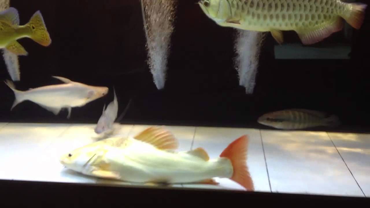 Monster fish tank - YouTube