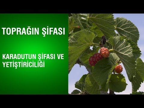 Toprağın Şifası - Karadutun Şifası ve Yetiştiriciliği / 2.Bölüm