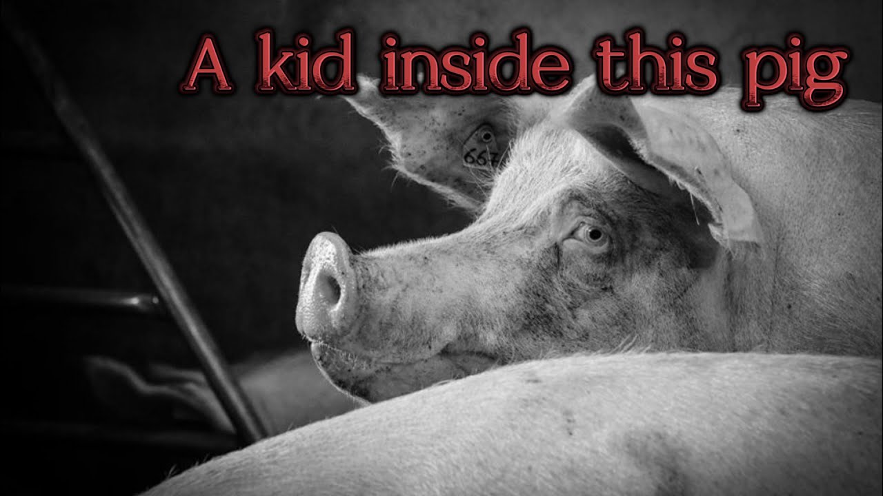 Pig that outraged everyone in France - YouTube