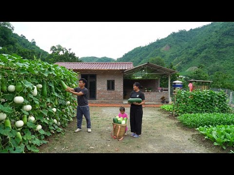 Harvesting winter melon  | The happy life of a small family in a poor rural area