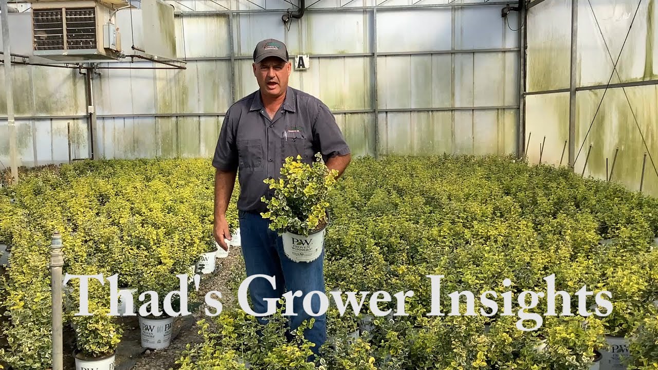 10 6 25 Thad's Grower Insights - YouTube