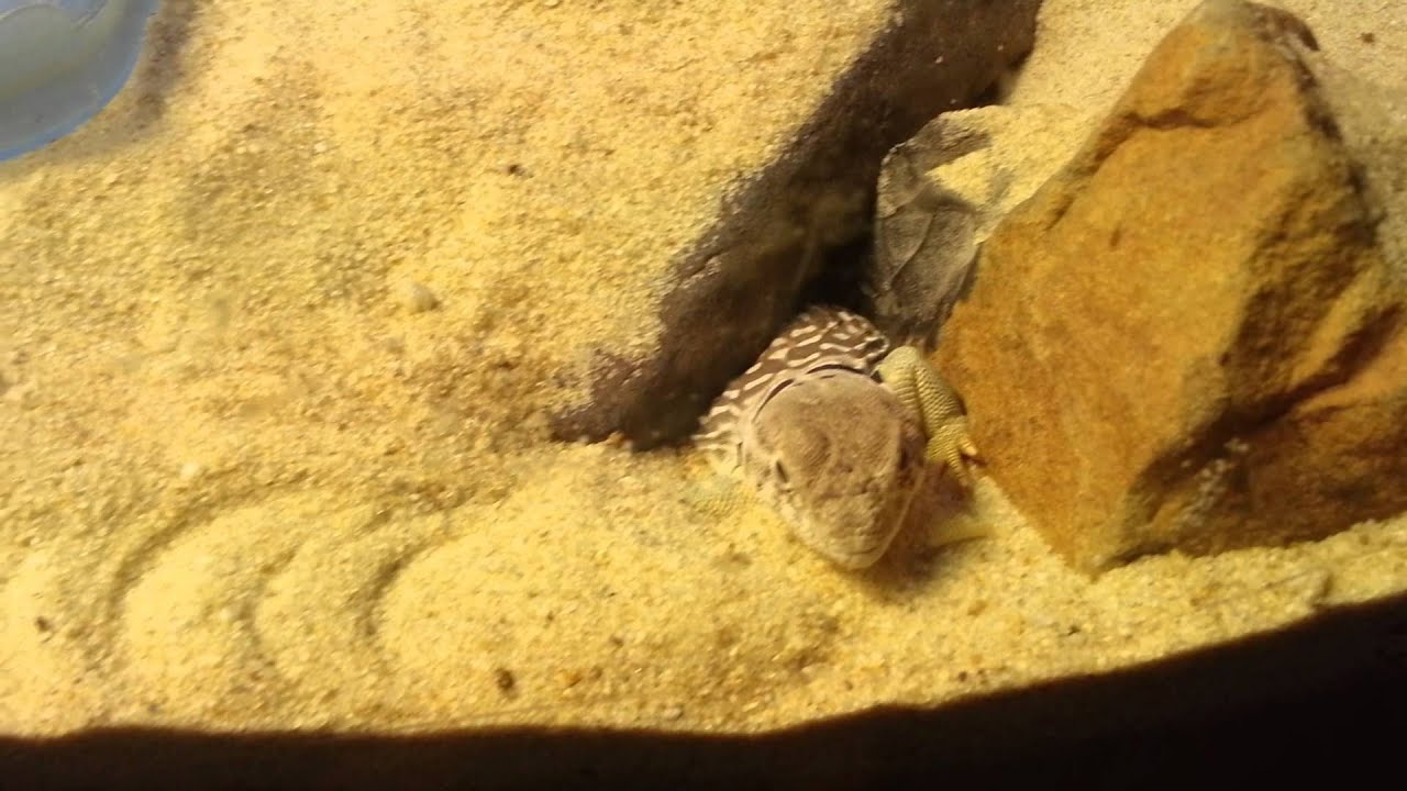 Eastern collared lizard digging - YouTube