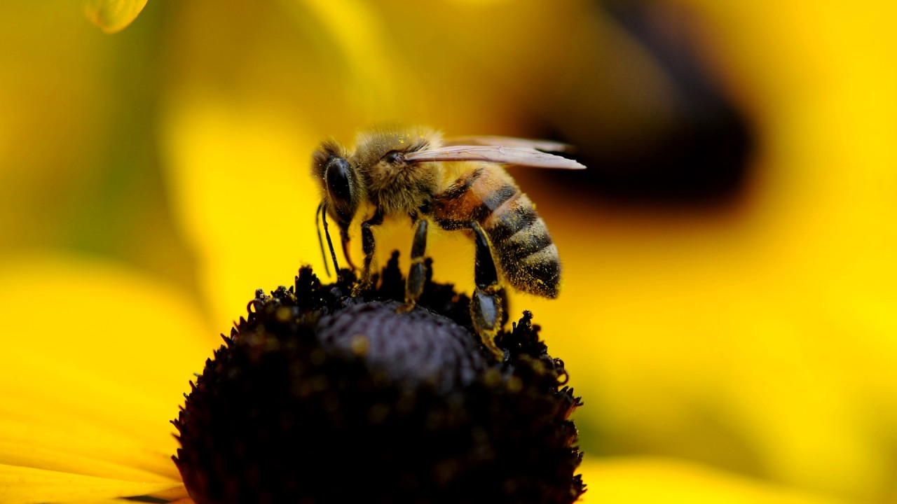 Wasp/ Osa/ Wespe SOUND EFFECTS - YouTube